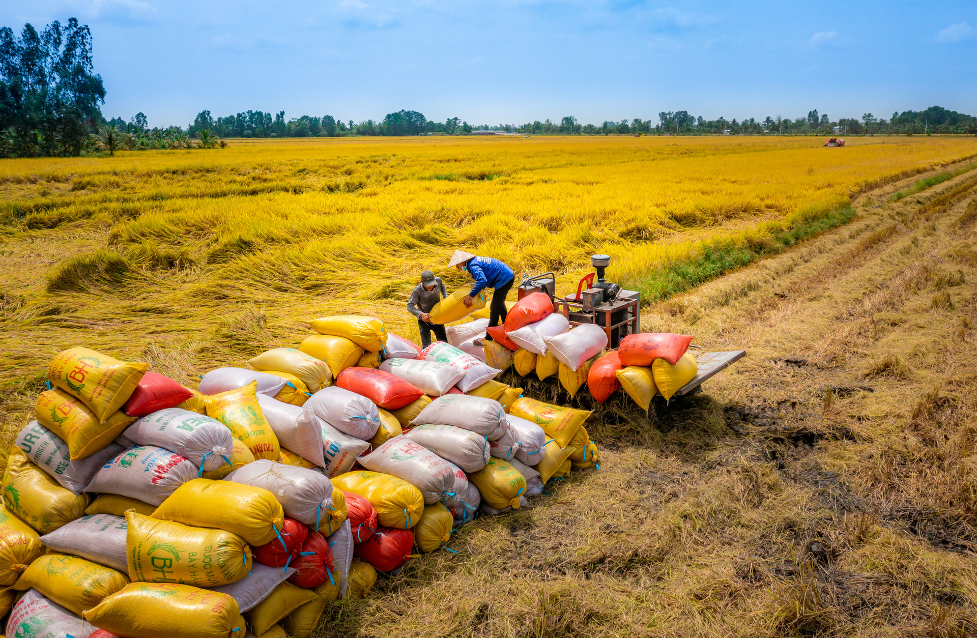 Vietnam’s rice looks for high value export